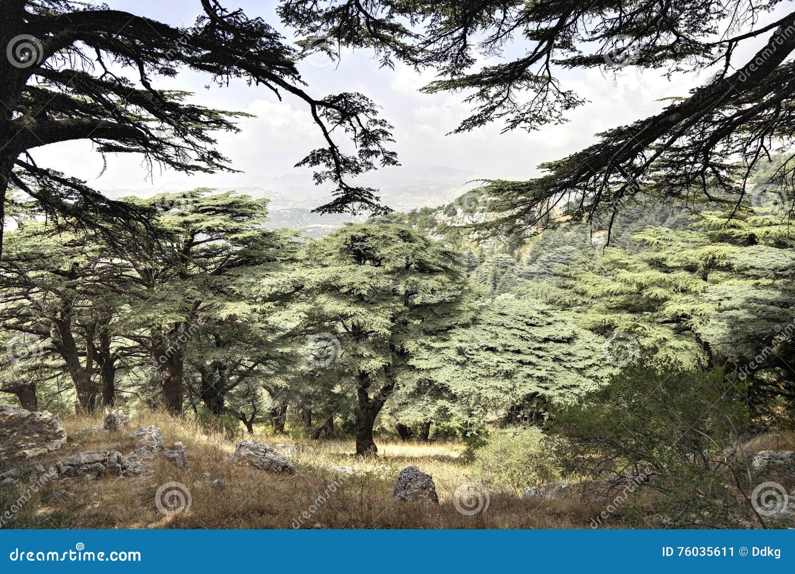 Lebanon Cedar Forest stock image. Image of lebanese, outdoors - 76035611