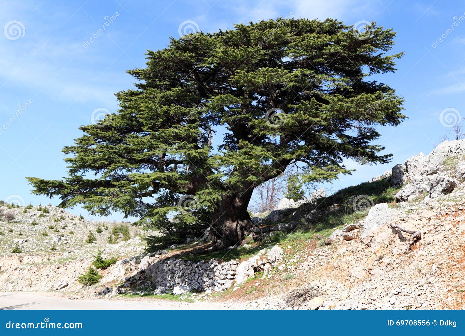 Lebanon Cedar stock photo. Image of cedar, libani, tree - 69708556