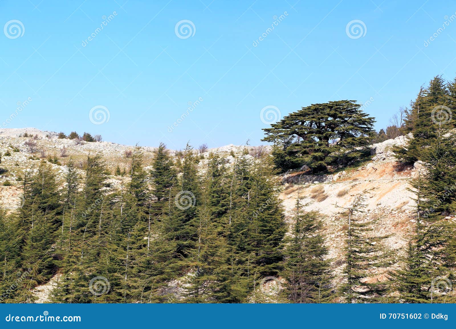 Lebanon Cedar stock photo. Image of symbol, nature, forest - 70751602