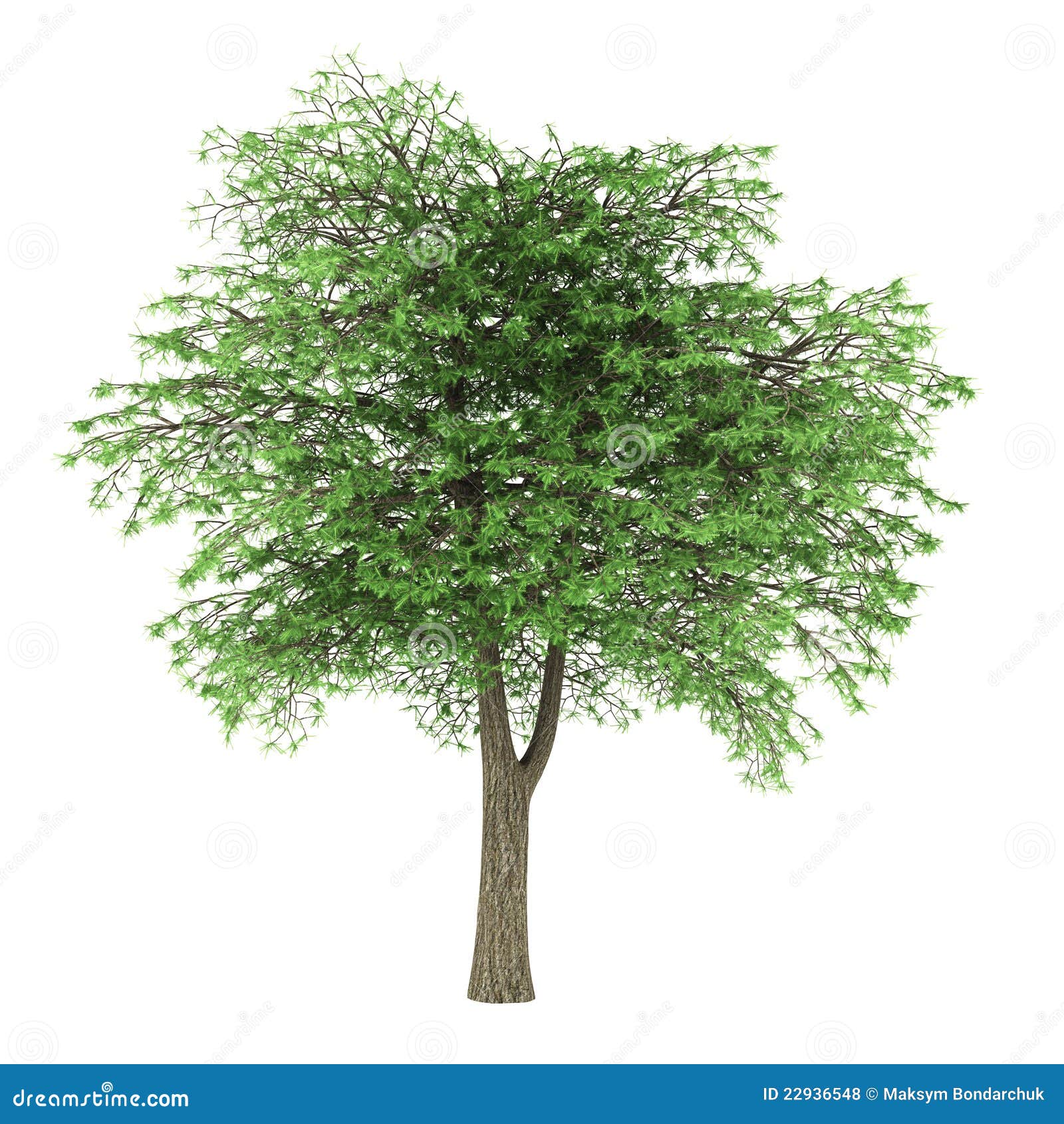 Cedrus Libani, Vintage Engraving Cartoon Vector | CartoonDealer.com ...