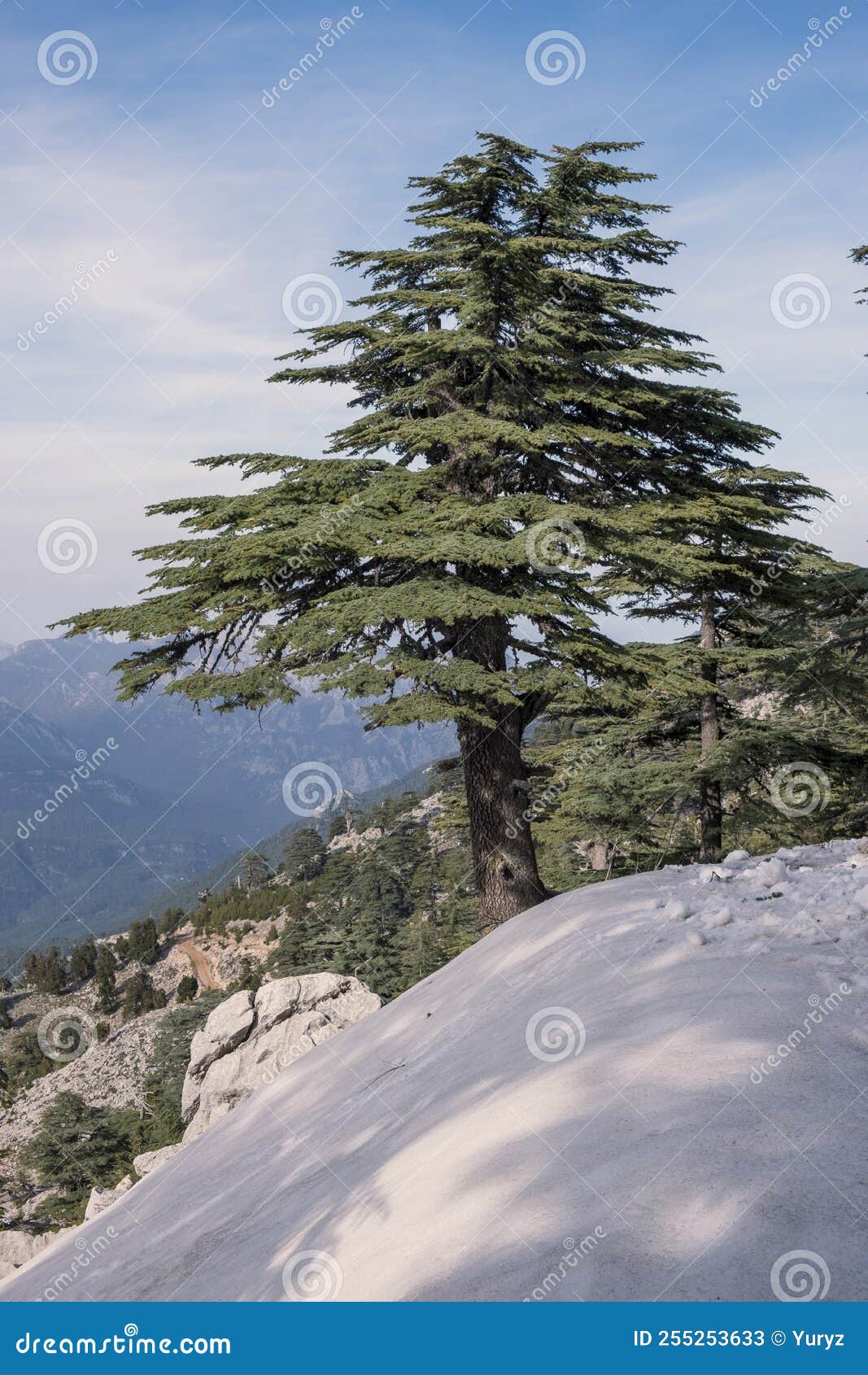 Lebanon Cedar, Lebanese Tourist Attractions Royalty-Free Stock Image ...