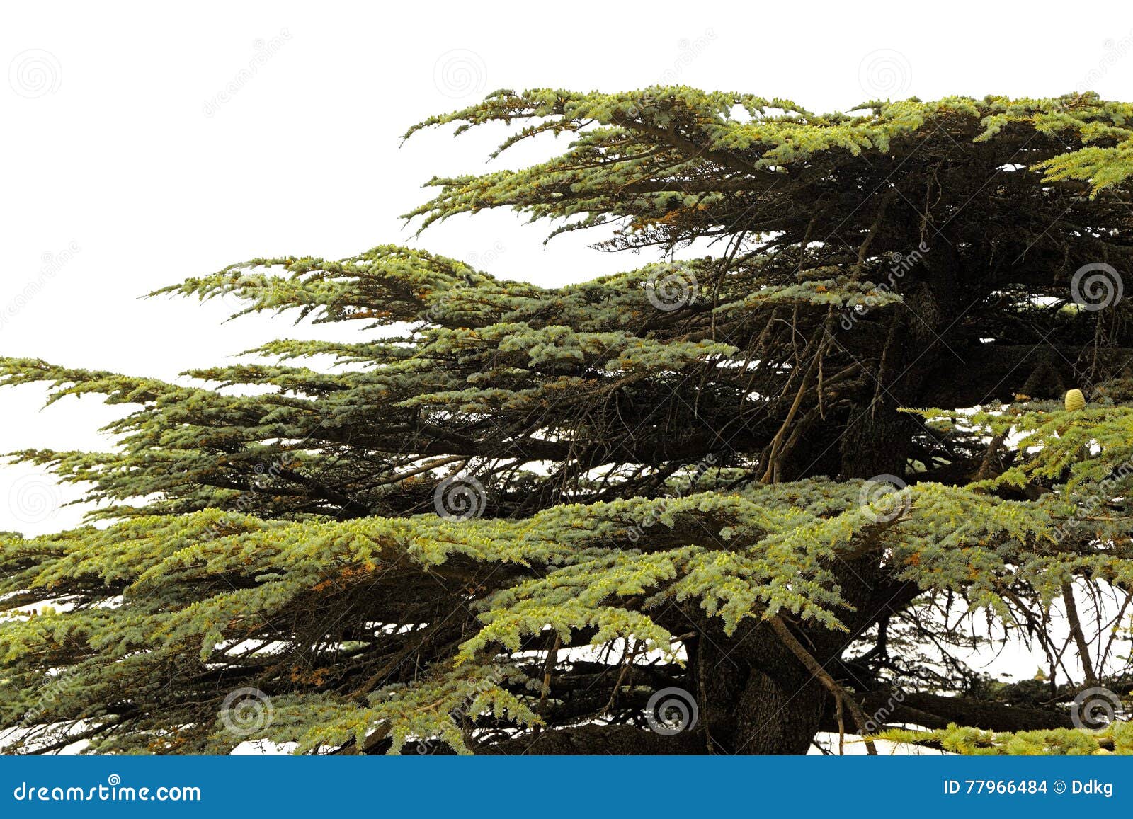 737 Lebanon Cedar White Background Stock Photos - Free & Royalty-Free ...