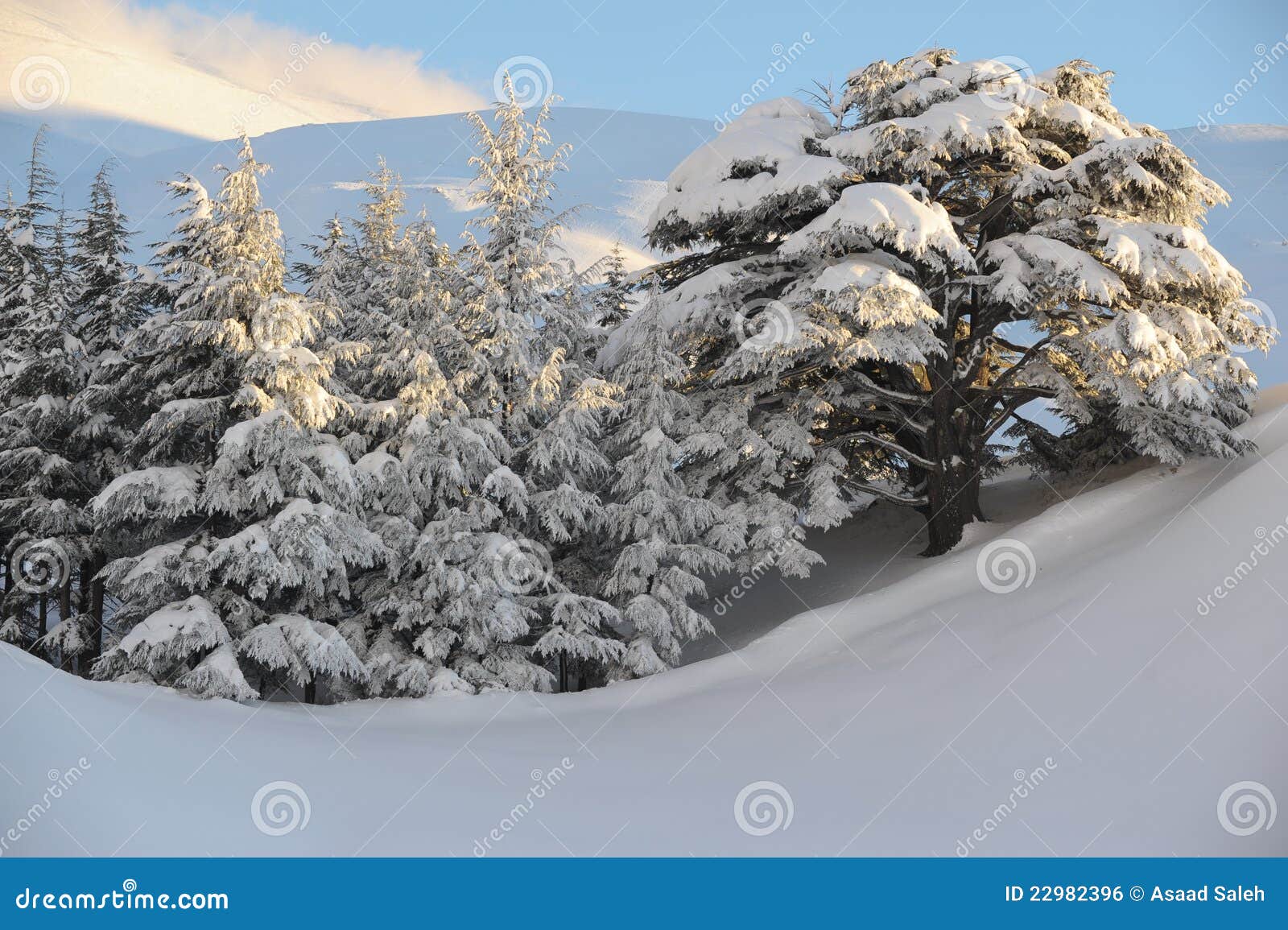 Lebanon cedars stock photo. Image of mountain, deep, altitude - 22982396
