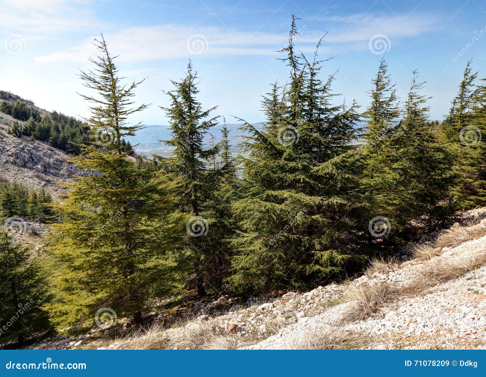 Lebanon Cedars stock image. Image of landscape, outdoors - 71078209