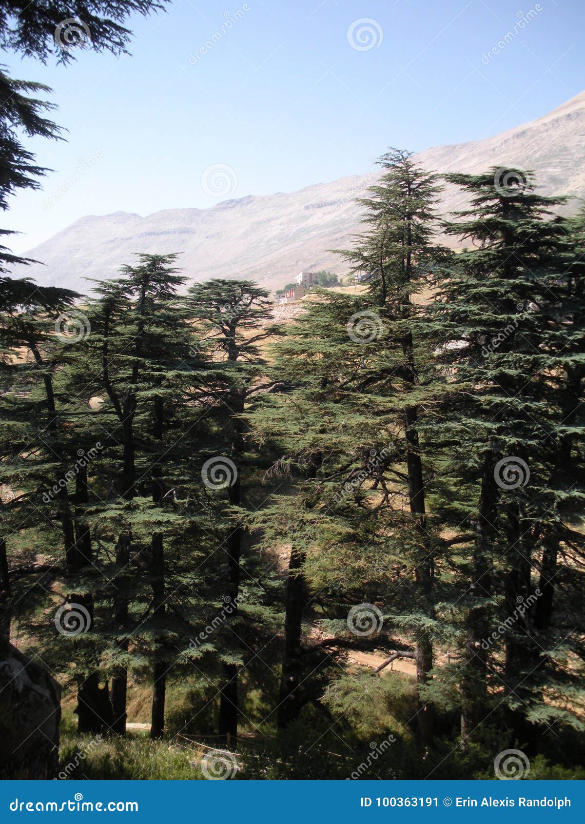 Cedars of Lebanon stock image. Image of forest, bcharre - 100363191