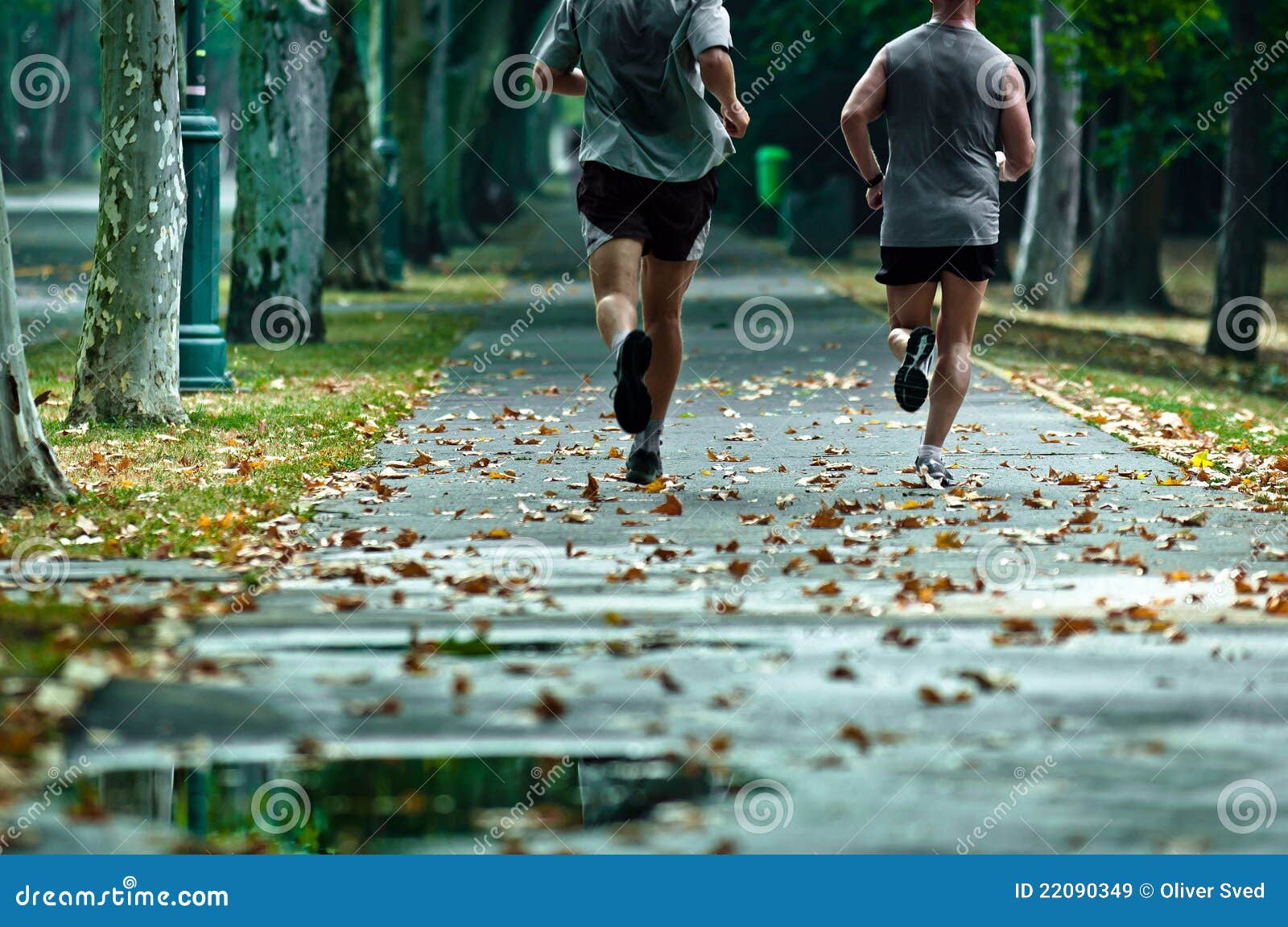 Leben Eine Gesunde Lebensdauer Stockbild - Bild von laub, laubwechselnd ...