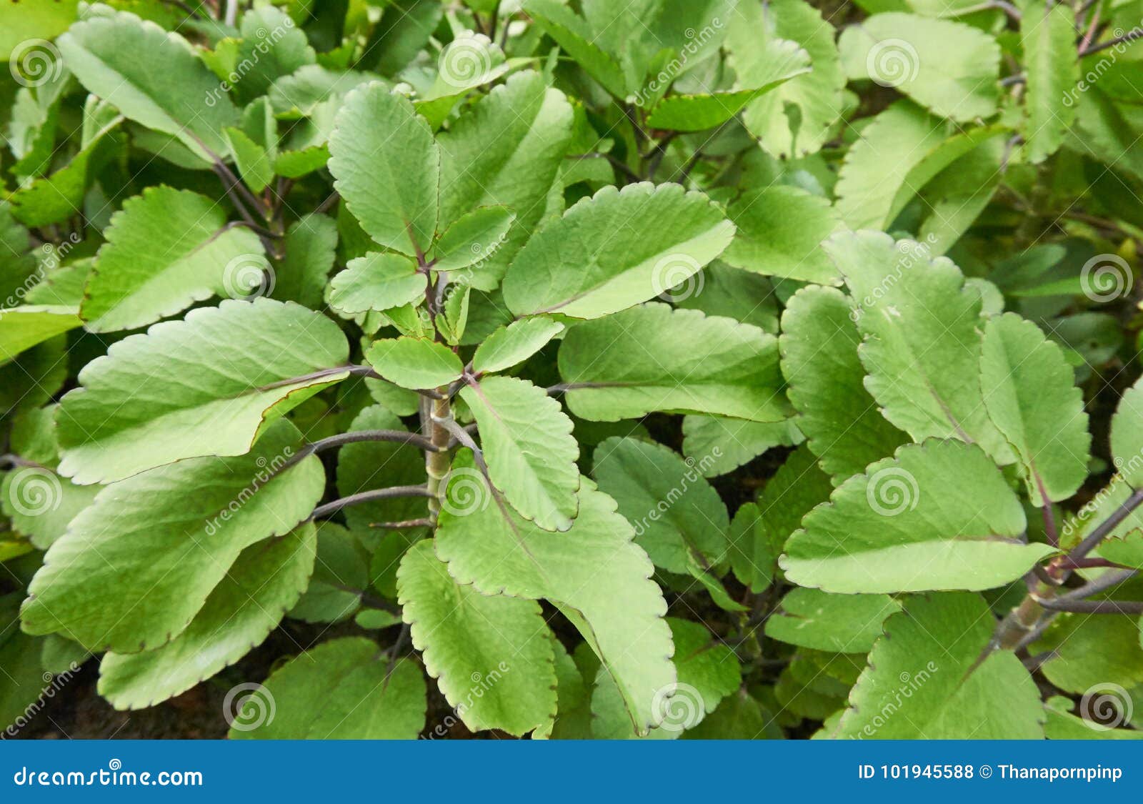 Lebenbetriebs- Oder -wunderblatt Bryophyllum-pinnatum Stockfoto - Bild ...