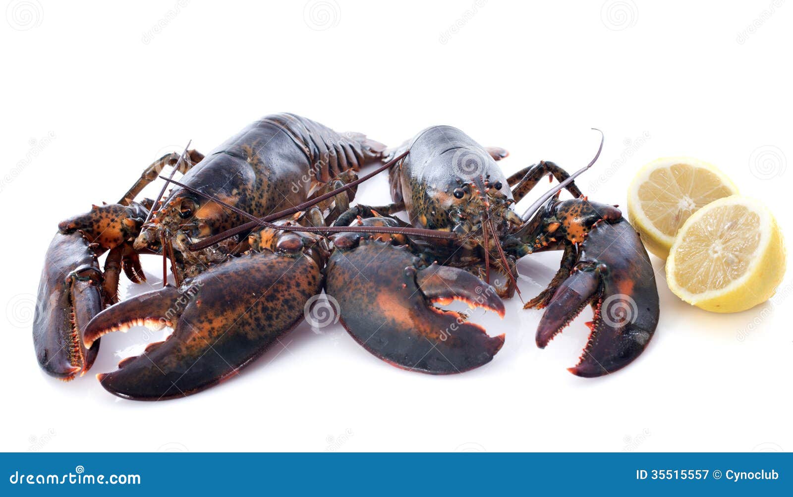 Lebendige Hummer stockbild. Bild von tier, kalk, zwei - 35515557