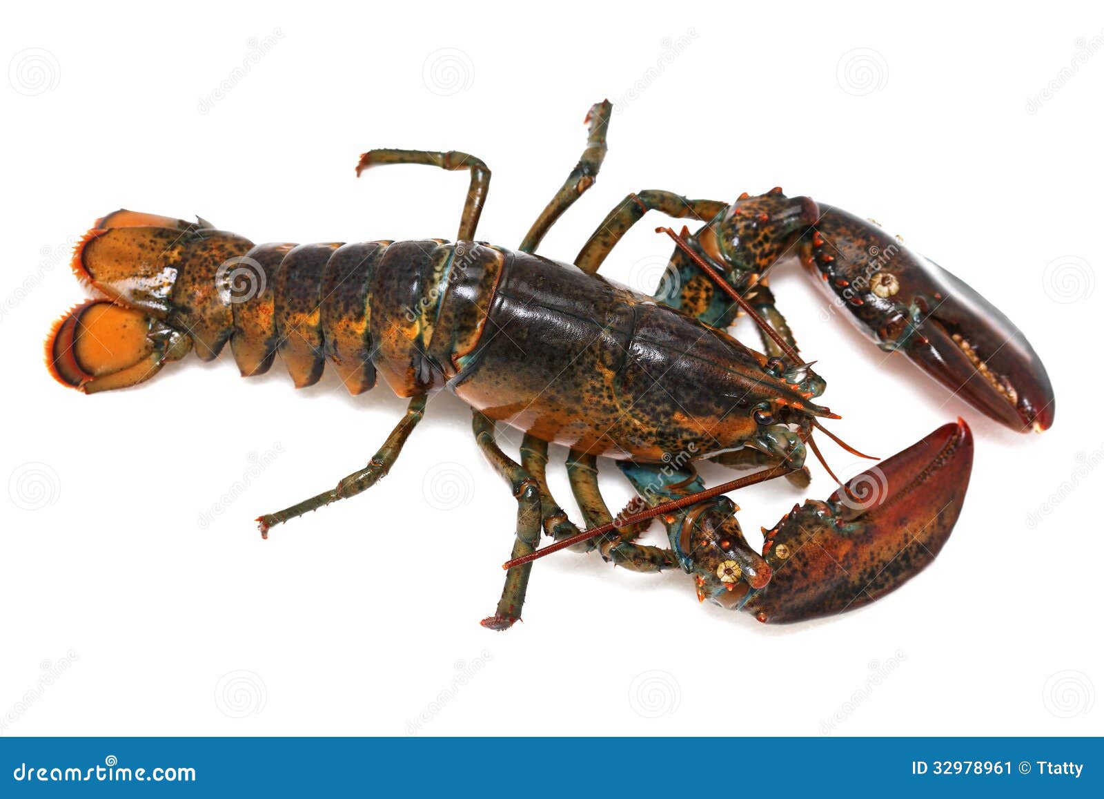 Lebendiger Hummer stockbild. Bild von meer, hummer, lebendig - 32978961