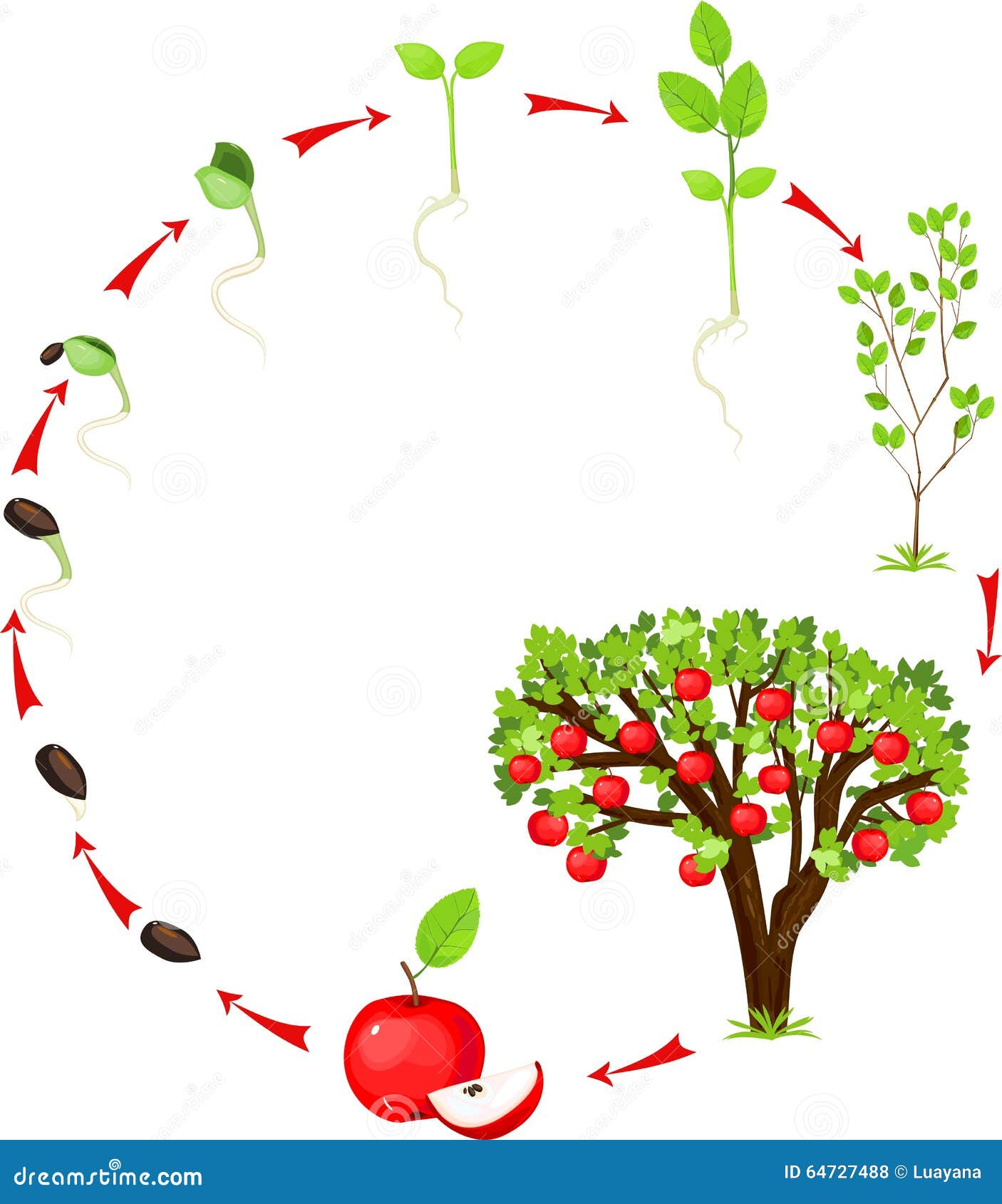 Lebenszyklus Des Apfelbaums Vektor Abbildung - Illustration von umwelt ...