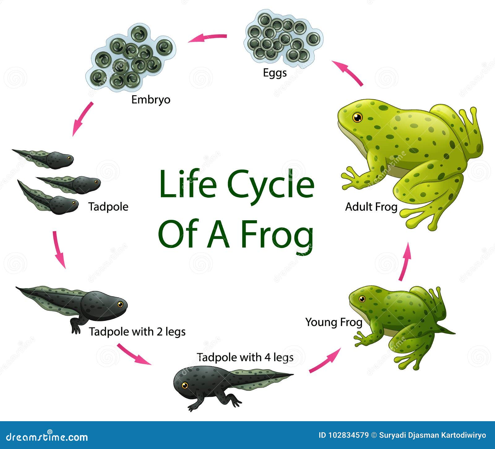 Lebenszyklus des Frosches vektor abbildung. Illustration von frosch ...