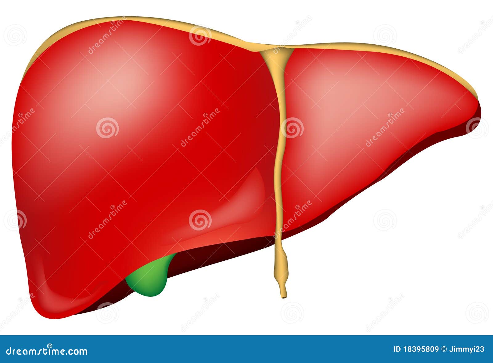 Leber stock abbildung. Illustration von ausbildung, diagramm - 18395809