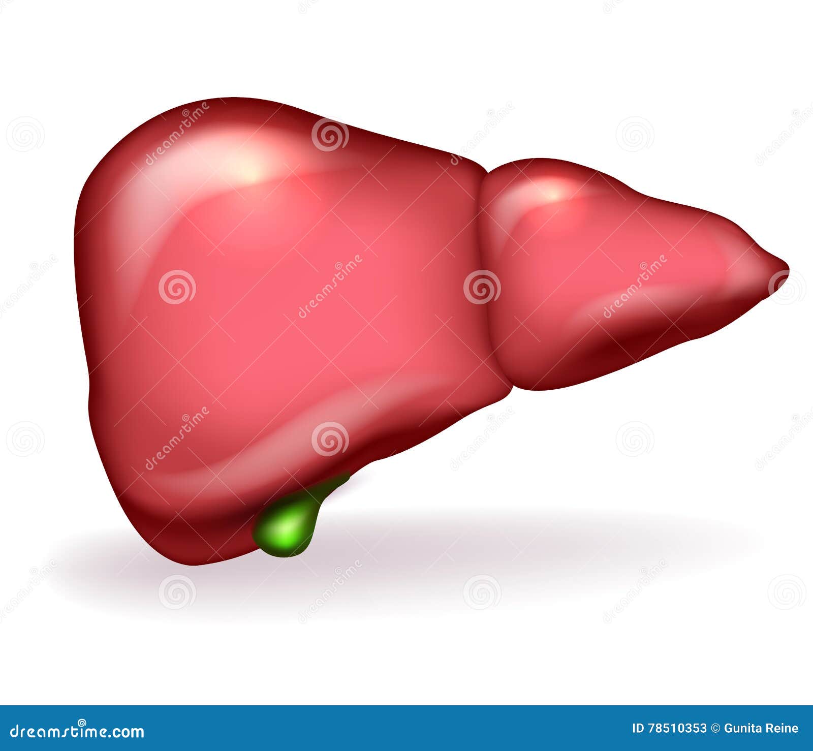 Leber vektor abbildung. Illustration von raum, gesundheit - 78510353