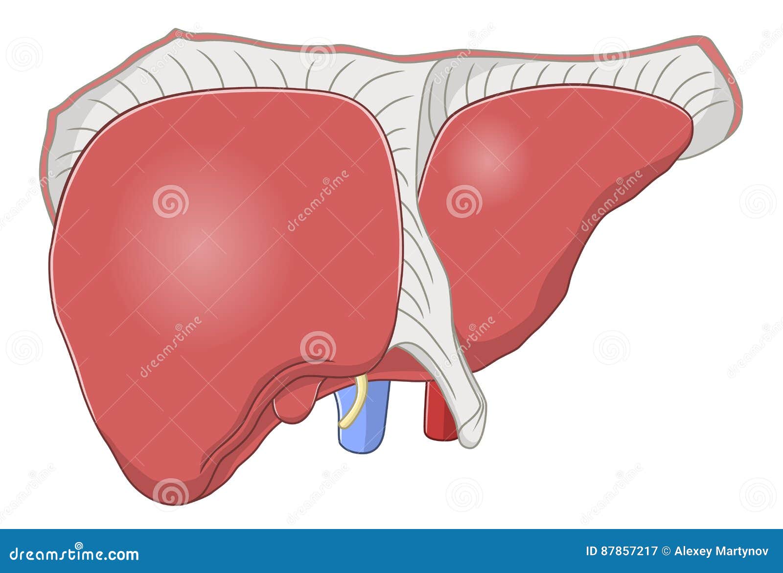 Leber vektor abbildung. Illustration von nett, biologie - 87857217