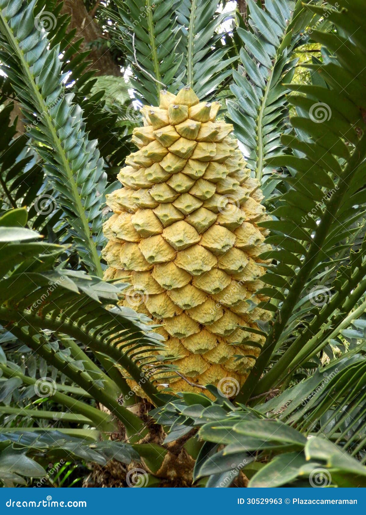 Lebombo Cycad stock image. Image of exotic, natural, glossy - 30529963