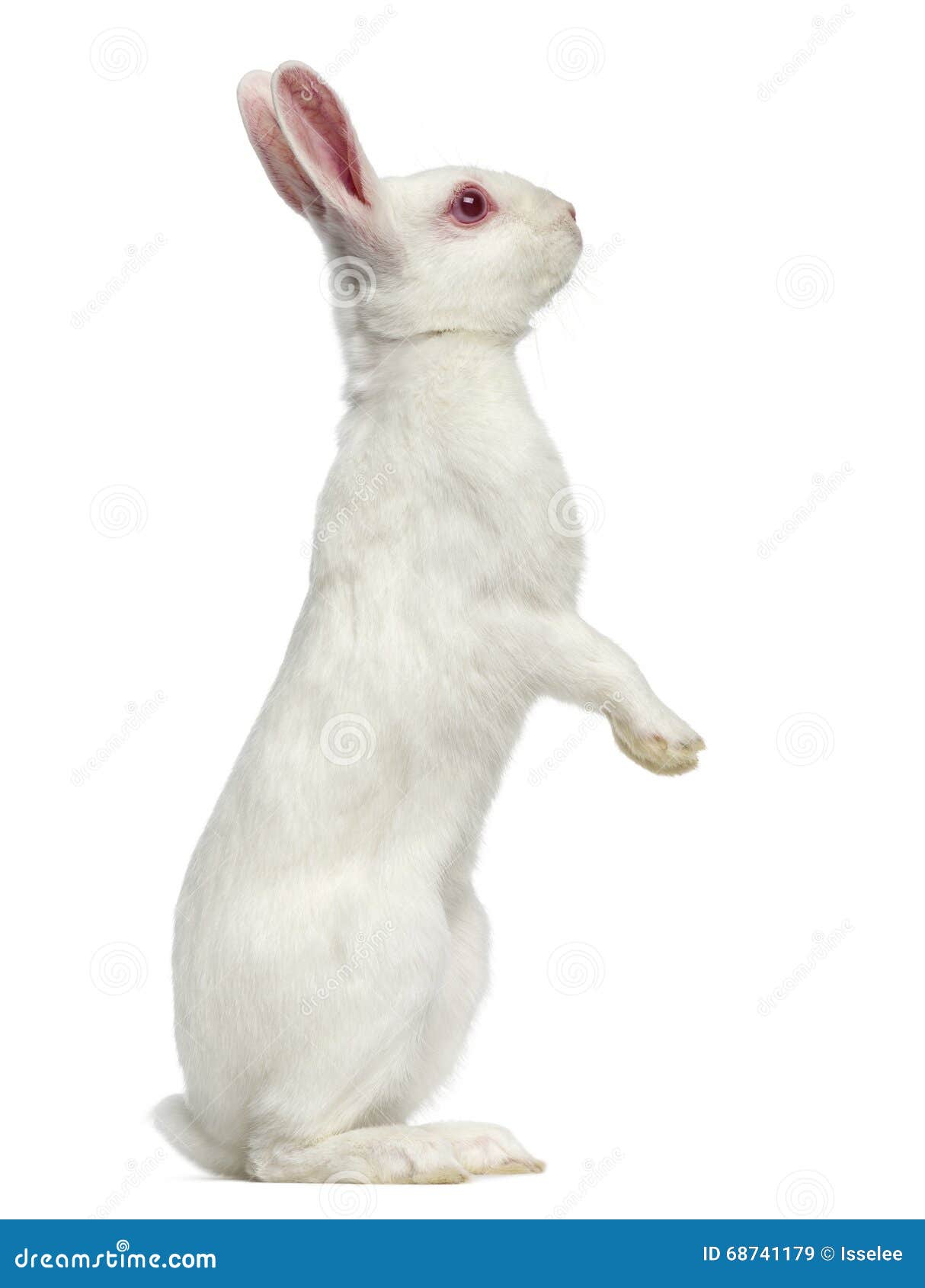 Lebre Branca Do Albino Isolada No Branco Imagem de Stock - Imagem de ...
