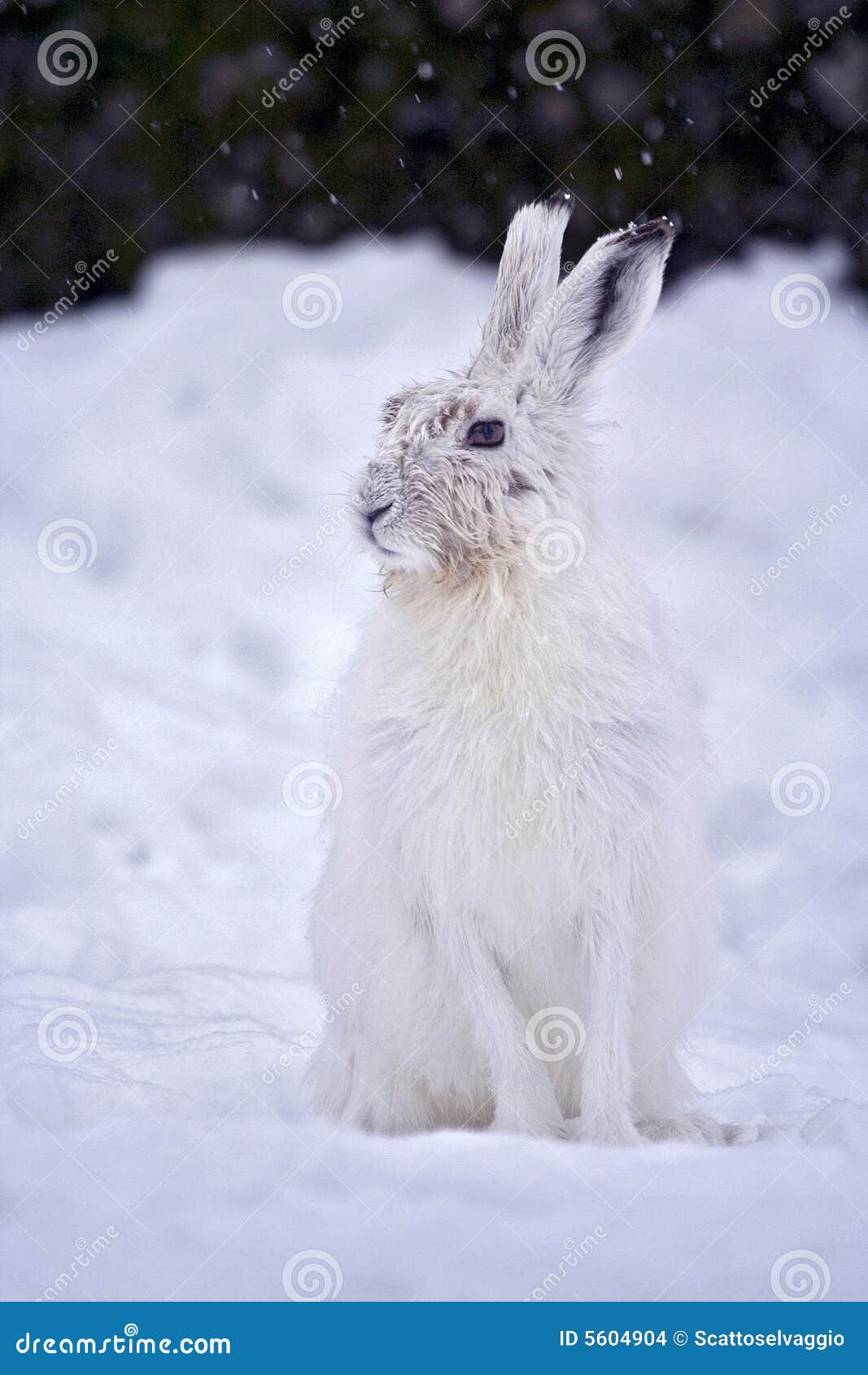 Lebre Da Montanha, Lepre Variabile Foto de Stock - Imagem de tundra ...