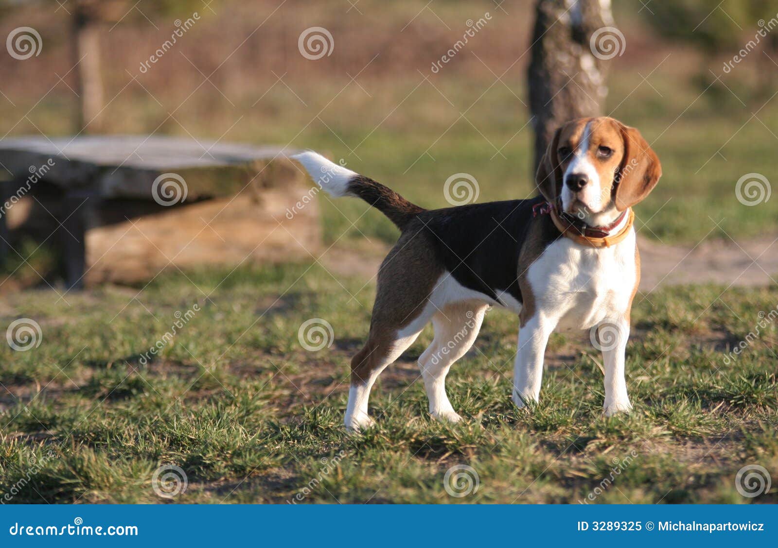 Lebreiro - cão imagem de stock. Imagem de olhar, retrato - 3289325