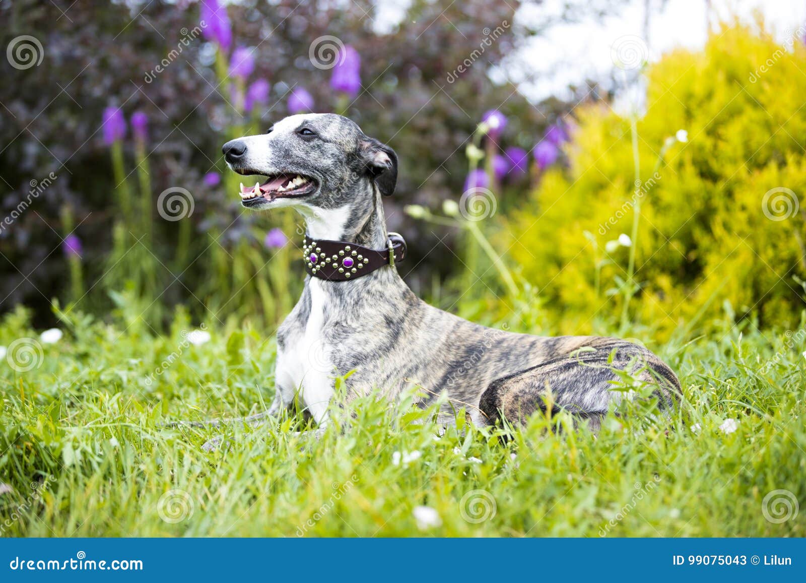 Lebrel en la hierba imagen de archivo. Imagen de sano - 99075043