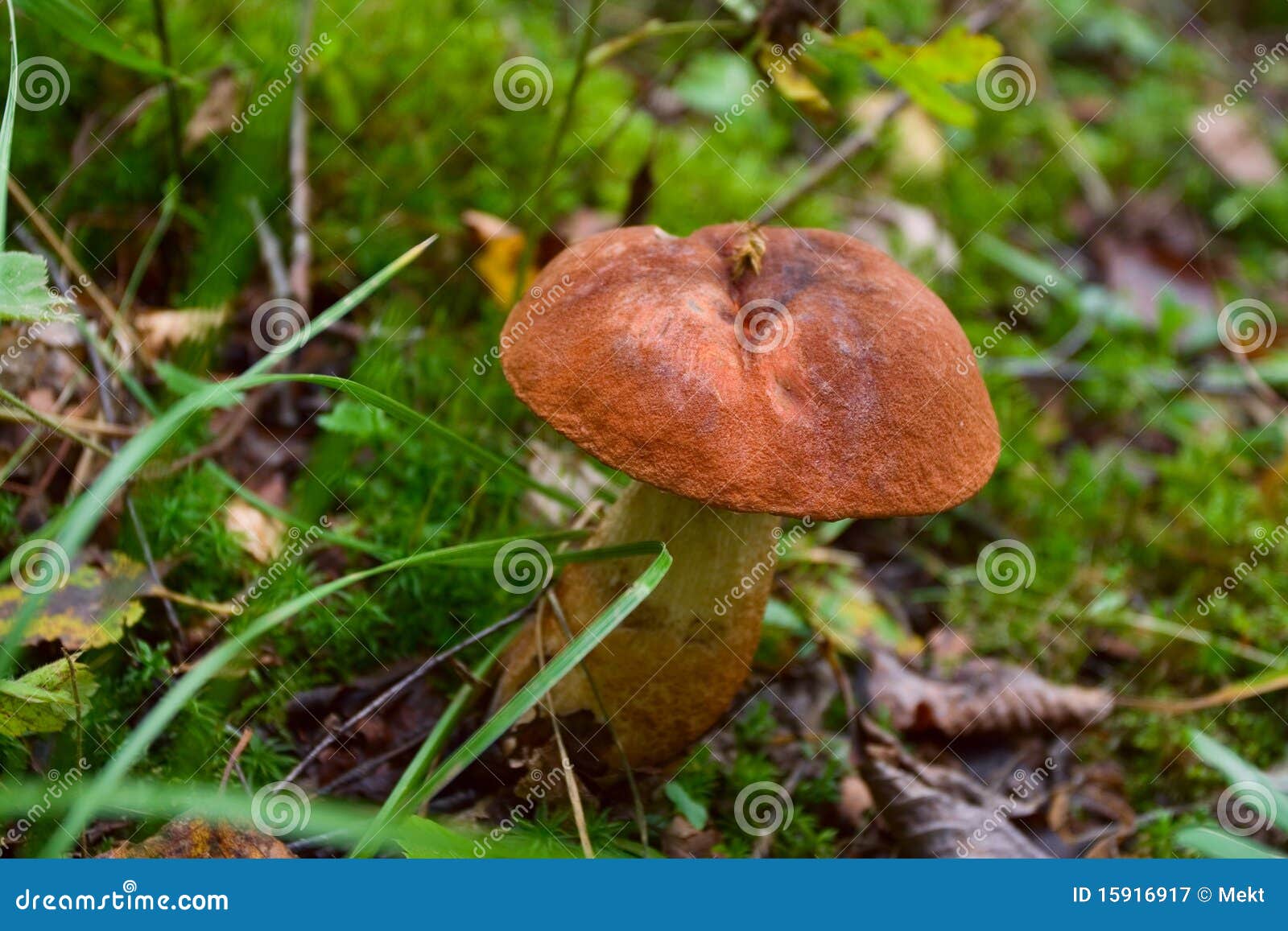 Leccinum stock image. Image of mushrooms, wood, toadstool - 15916917