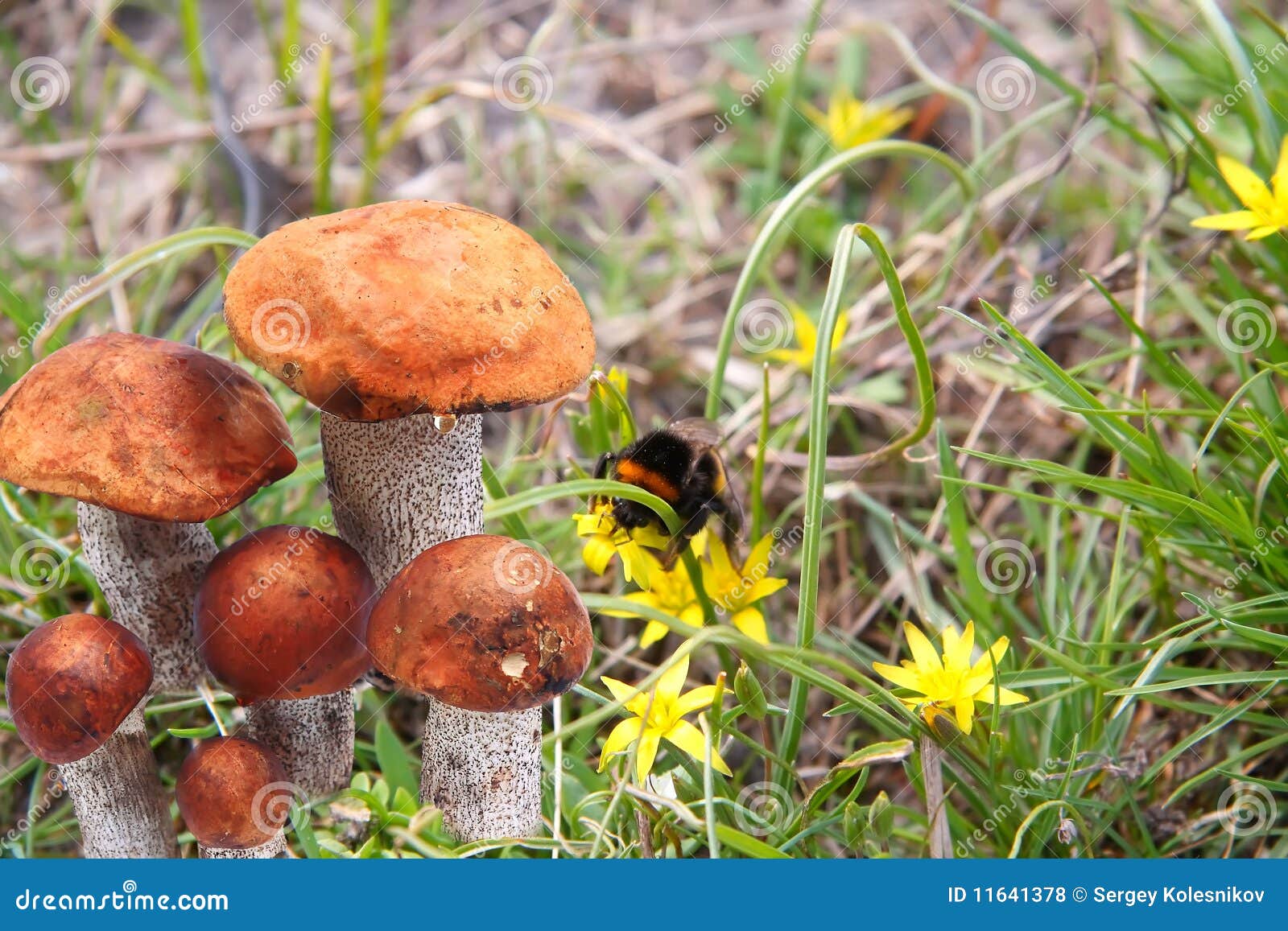 Leccinum aurantiacum stock photo. Image of mushrooms - 11641378