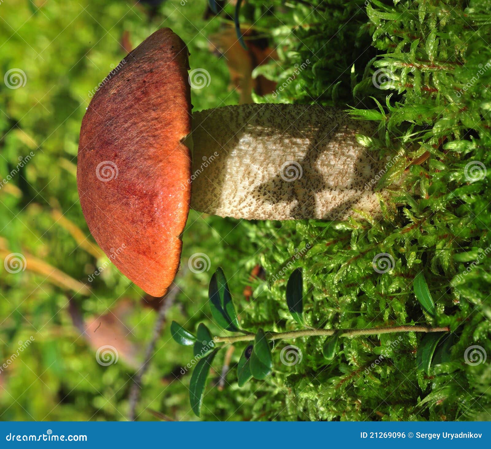 Leccinum Aurantiacum, Commonly Called Red Capped Scaber Stalk Fungus ...