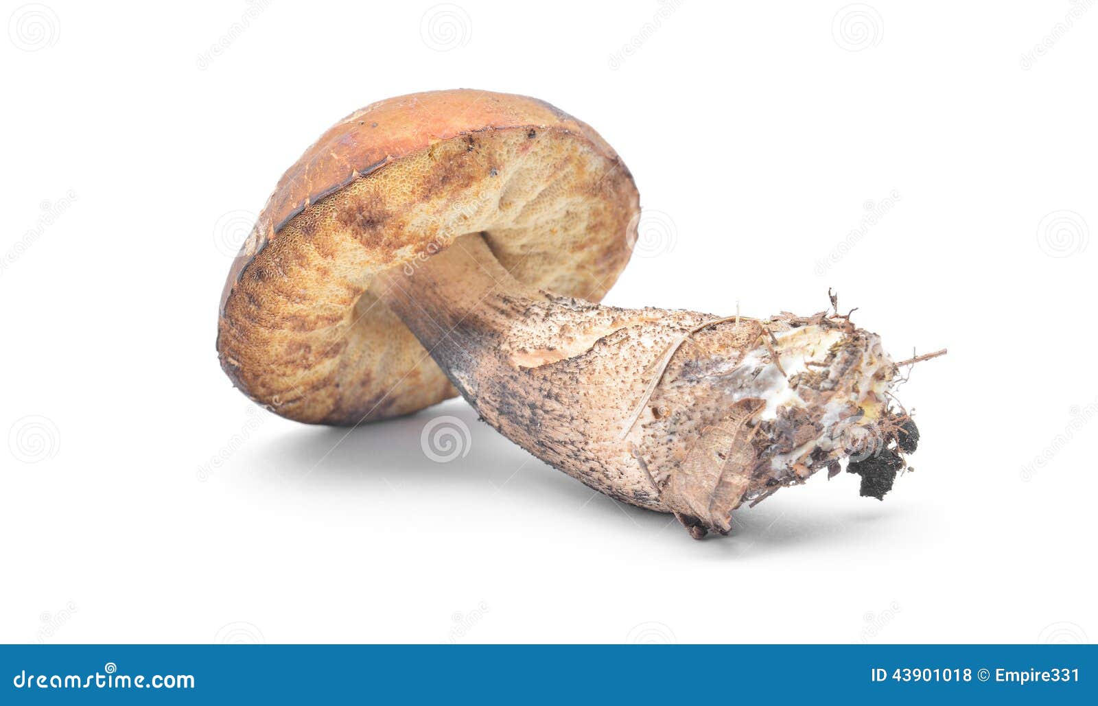 Leccinum Aurantiacum, Commonly Called Red Capped Scaber Stalk Fungus ...