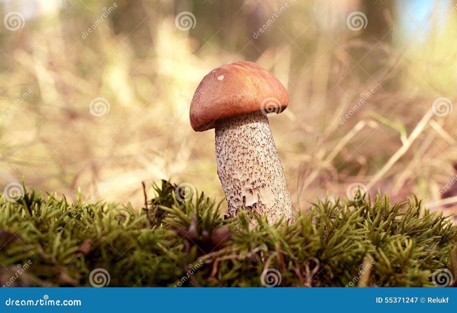 Leccinum stock image. Image of mushroom, grass, eatable - 55371247
