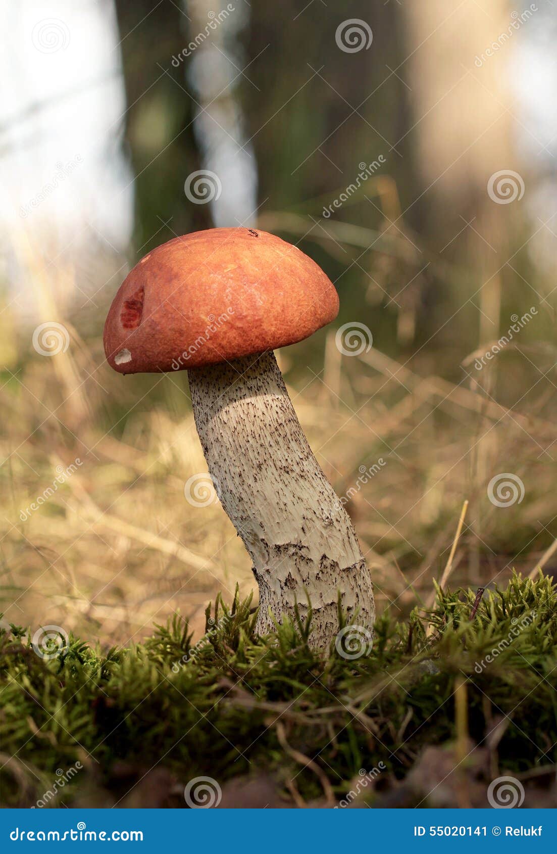 Leccinum stock image. Image of closeup, fungi, food, fresh - 55020141