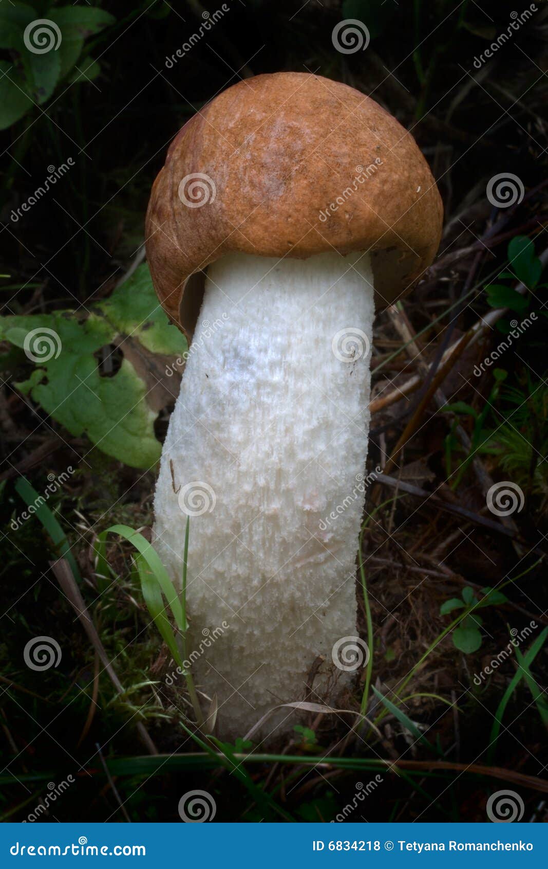 Leccinum rufum (1) stock photo. Image of leccinum, mushroom - 6834218