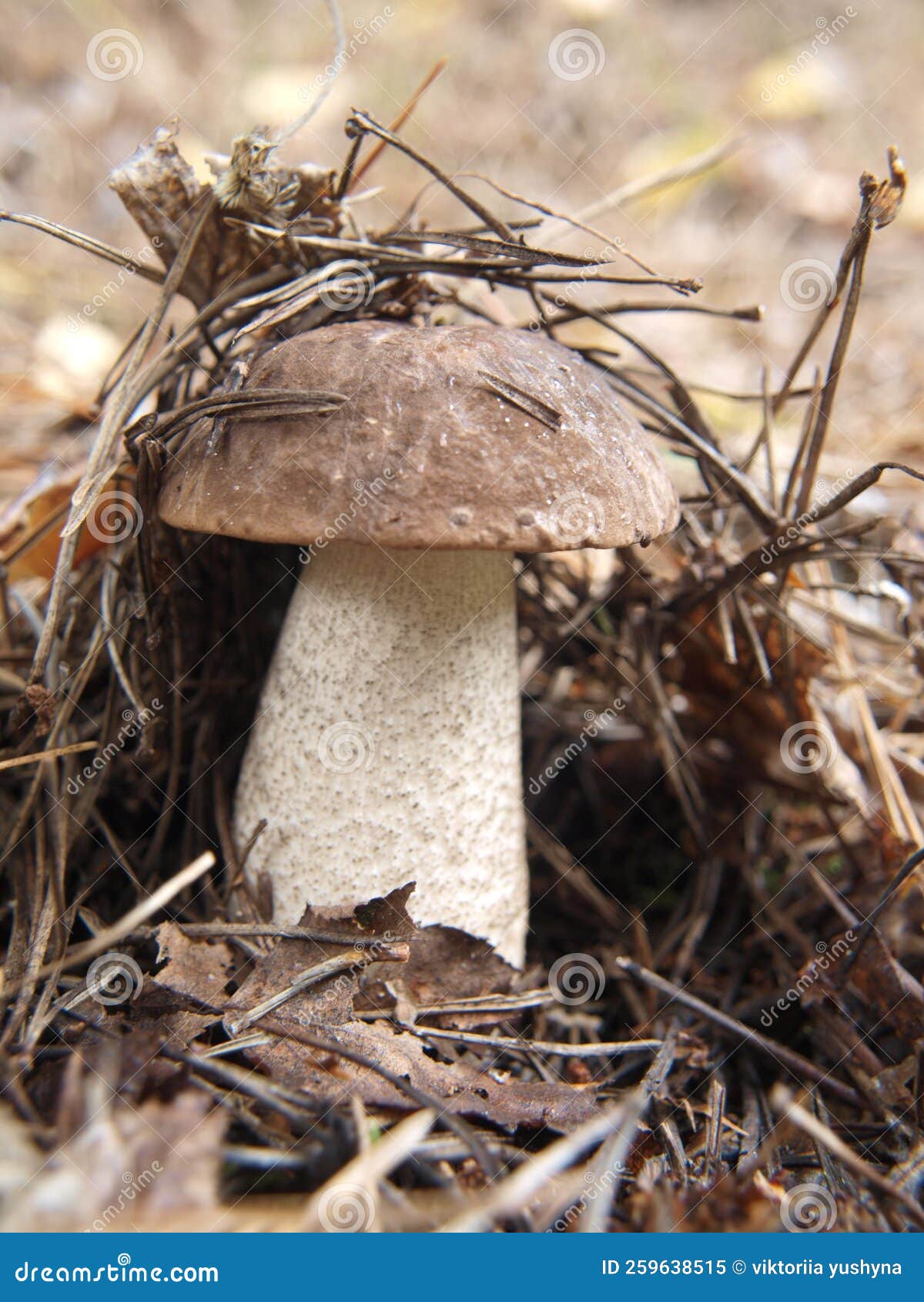 Leccinum Scabrum Good Mushroom Stock Image - Image of plant, nature ...