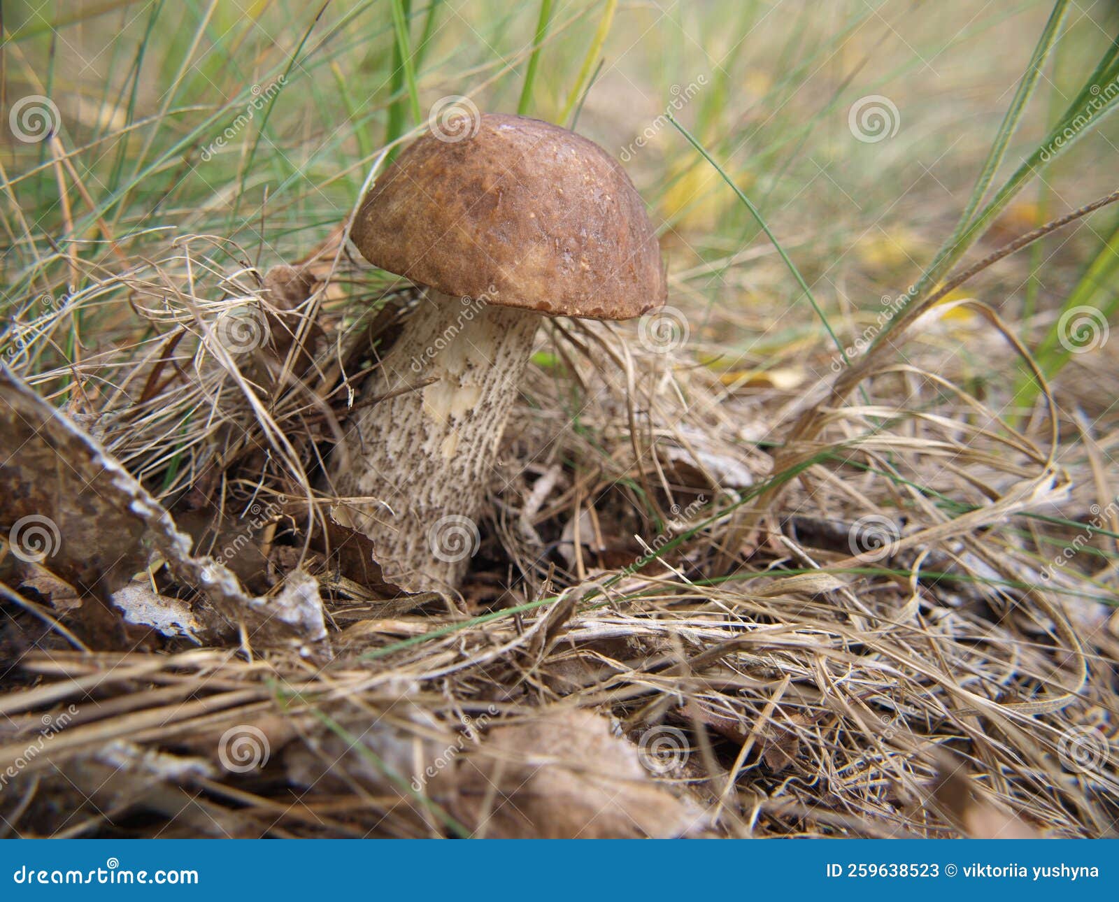 Leccinum scabrum mushroom stock image. Image of autumn - 259638523