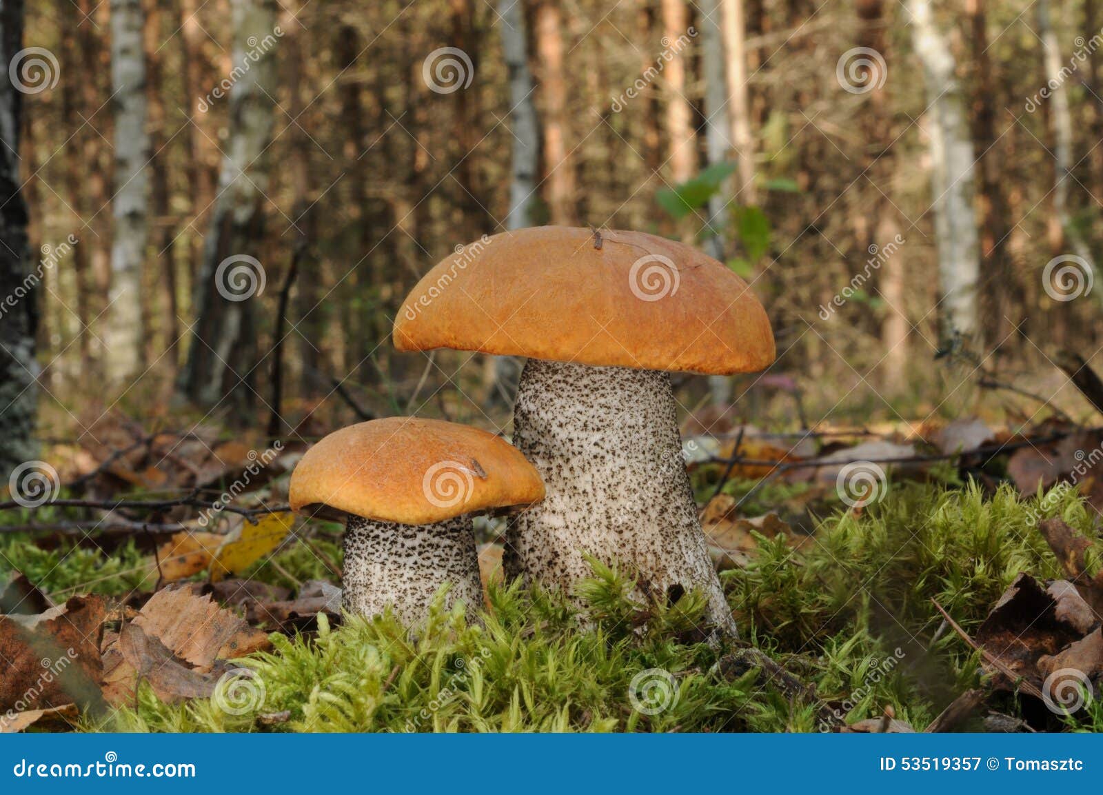 Leccinum versipelle真菌 库存图片. 图片 包括有 å¢žé•¿, çœÿè œ, æ£®æž— - 53519357