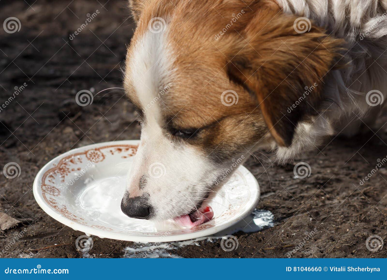 Leche De Consumo Del Perro Del Cuenco Foto de archivo - Imagen de ...