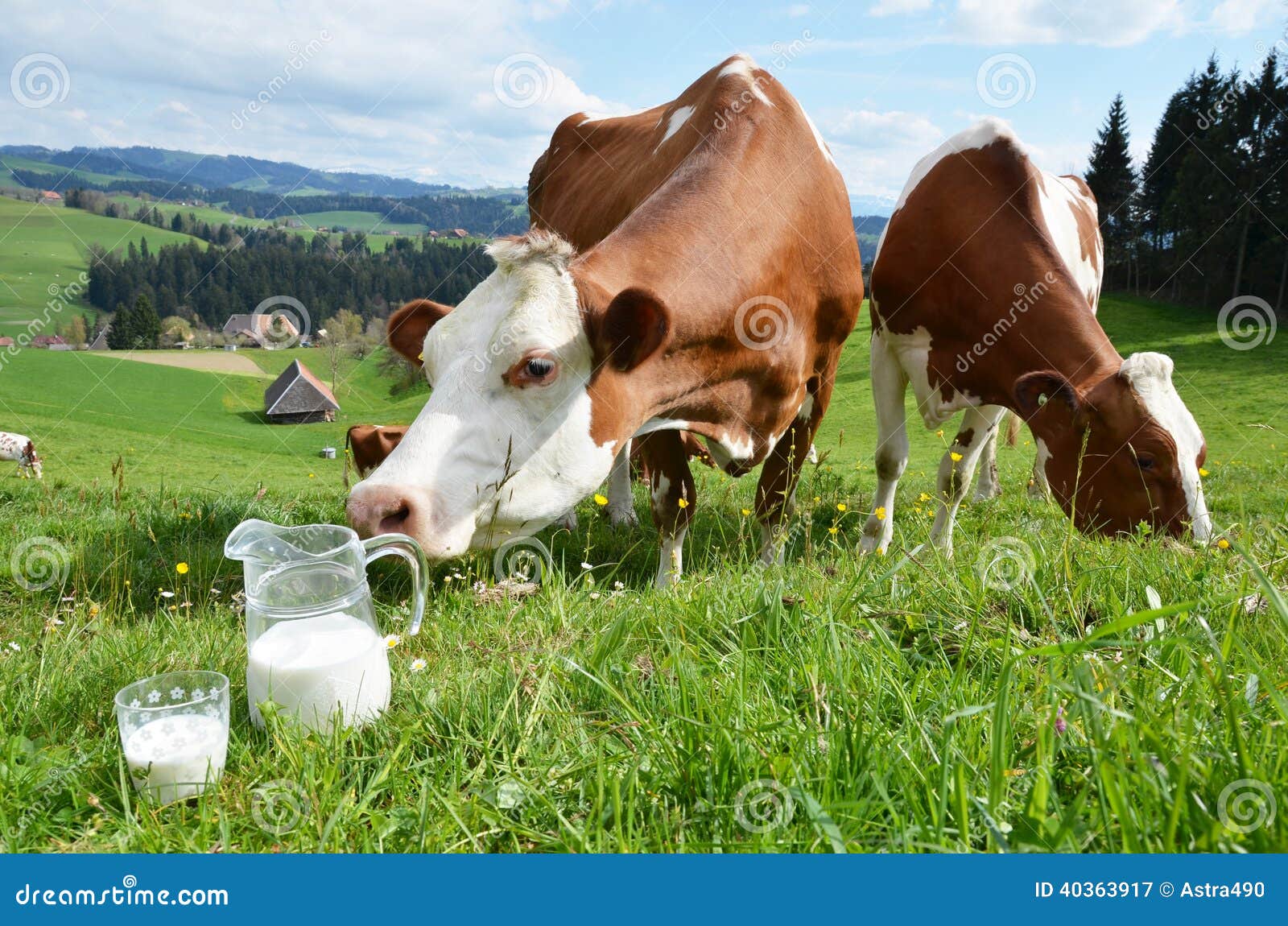 Leche y vacas imagen de archivo. Imagen de granja, campo - 40363917
