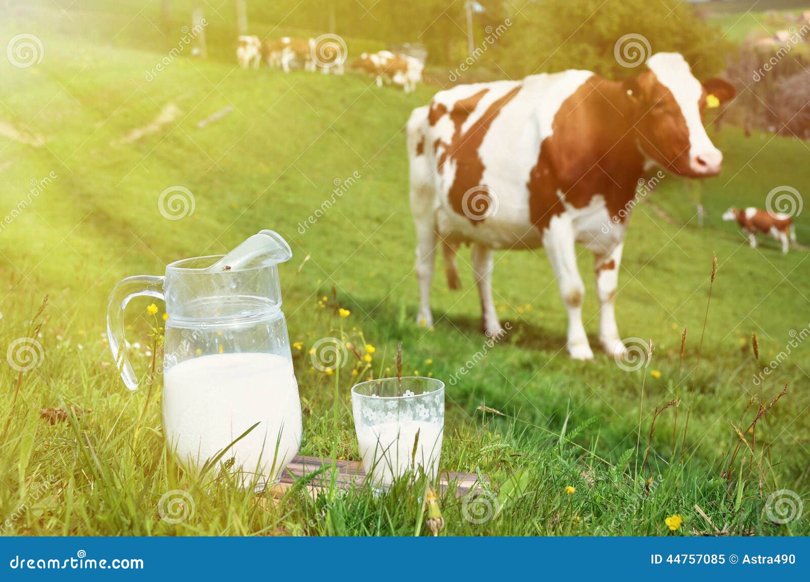 Leche y vacas imagen de archivo. Imagen de ganados, campo - 44757085