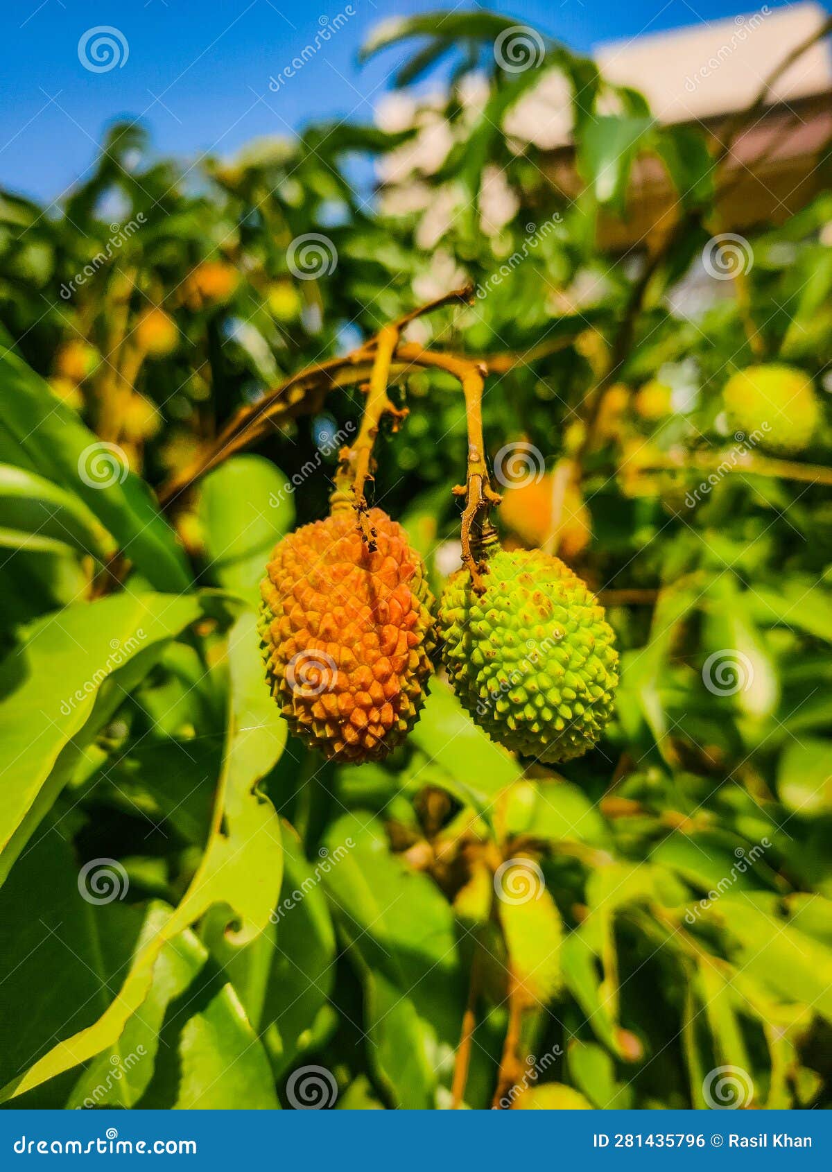 Lechi on a Three in Hot Summer Fruit Stock Photo - Image of summer ...