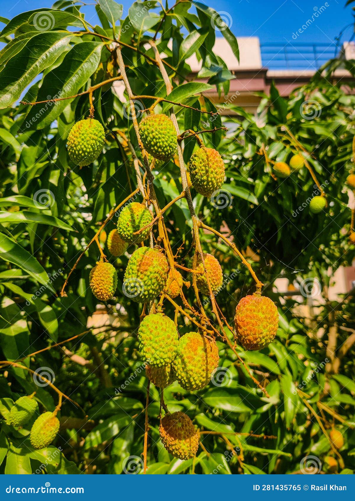 Lechi on a Three in Hot Summer Fruit Stock Image - Image of fruit ...