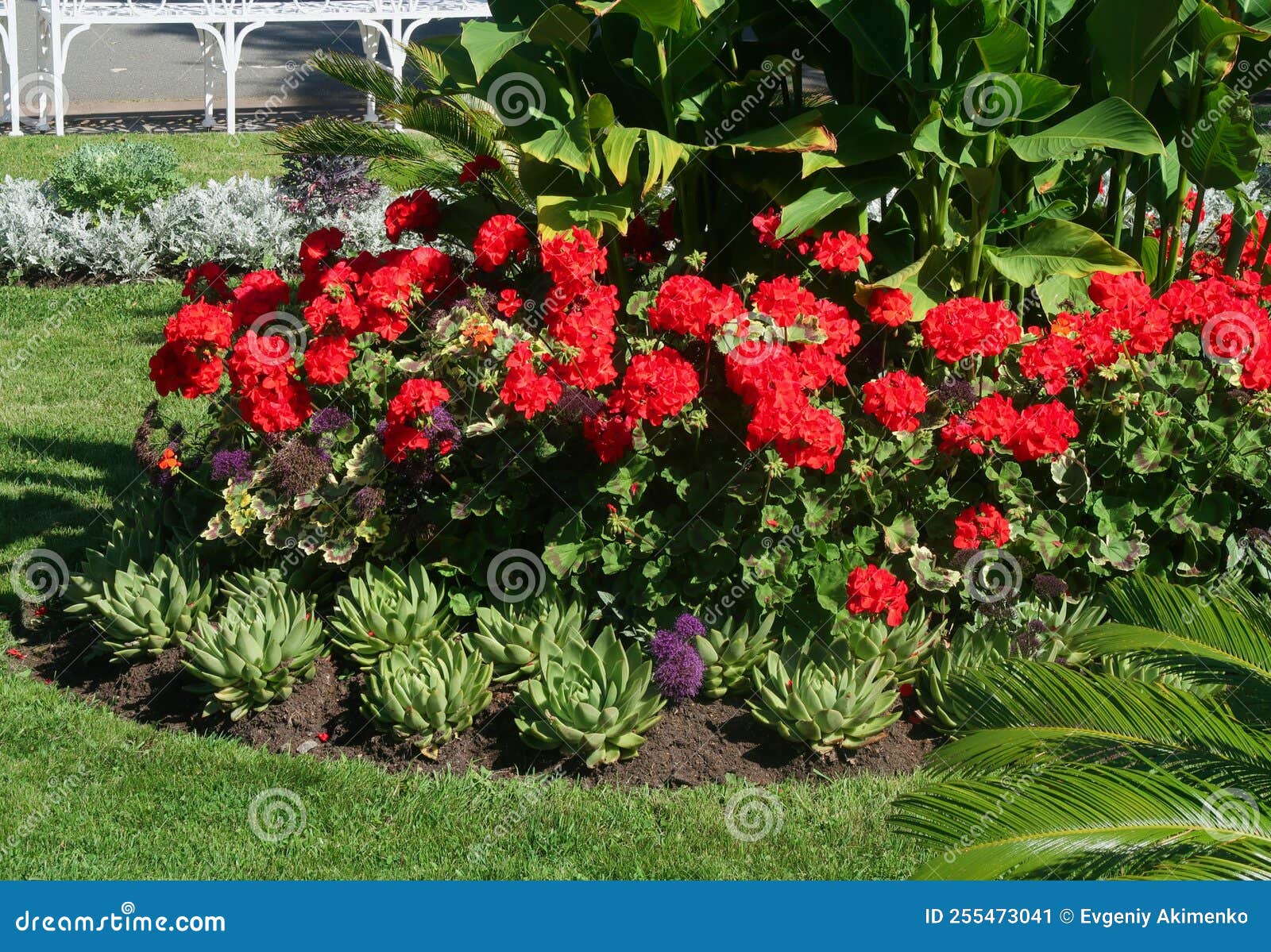Lecho Florido De Geranios Y Suculentos Imagen de archivo - Imagen de ...