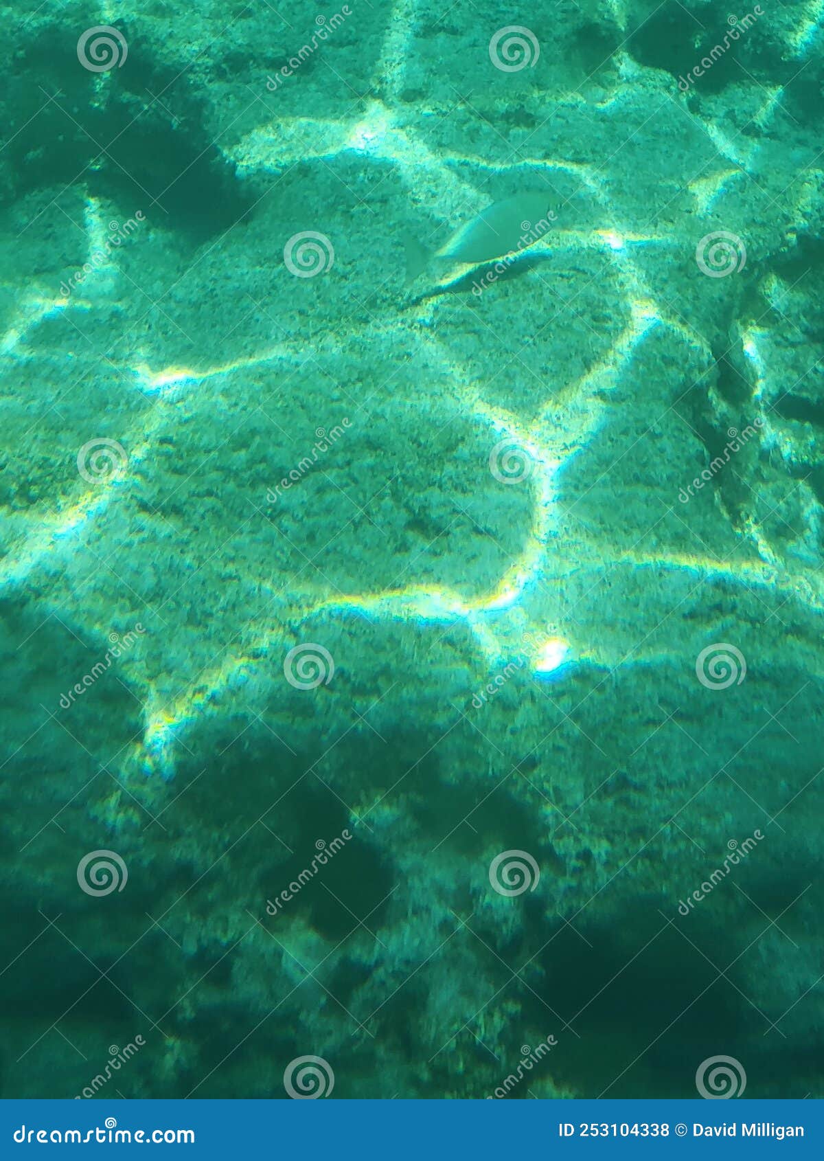 Lecho Marino Con Reflejo Y Pescado Foto de archivo - Imagen de buceo ...