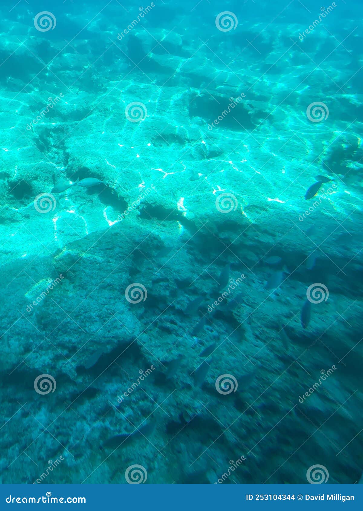 Lecho Marino Con Reflejo Y Pescado Foto de archivo - Imagen de verde ...