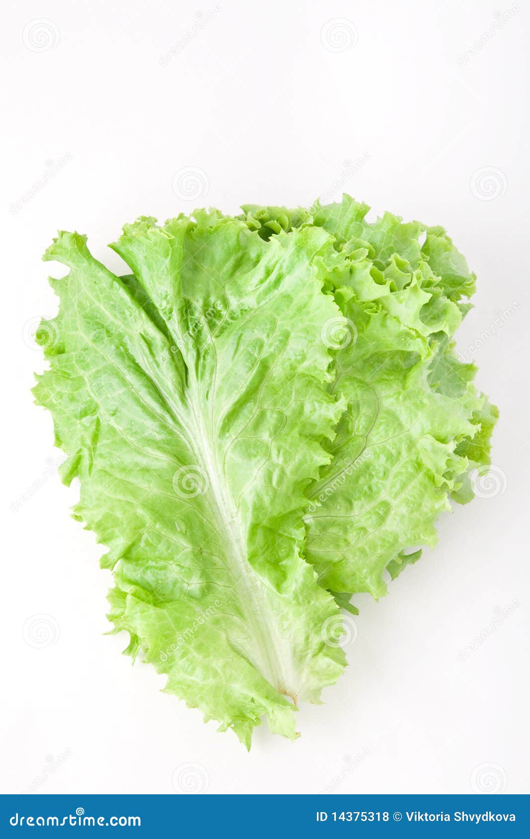 Lechuga foto de archivo. Imagen de aislado, agricultura - 14375318