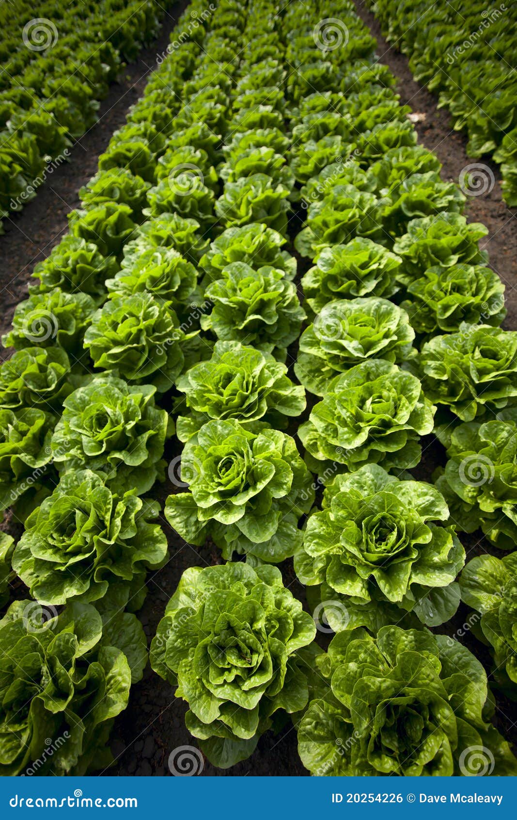 Lechuga foto de archivo. Imagen de cosecha, mercado, lechuga - 20254226