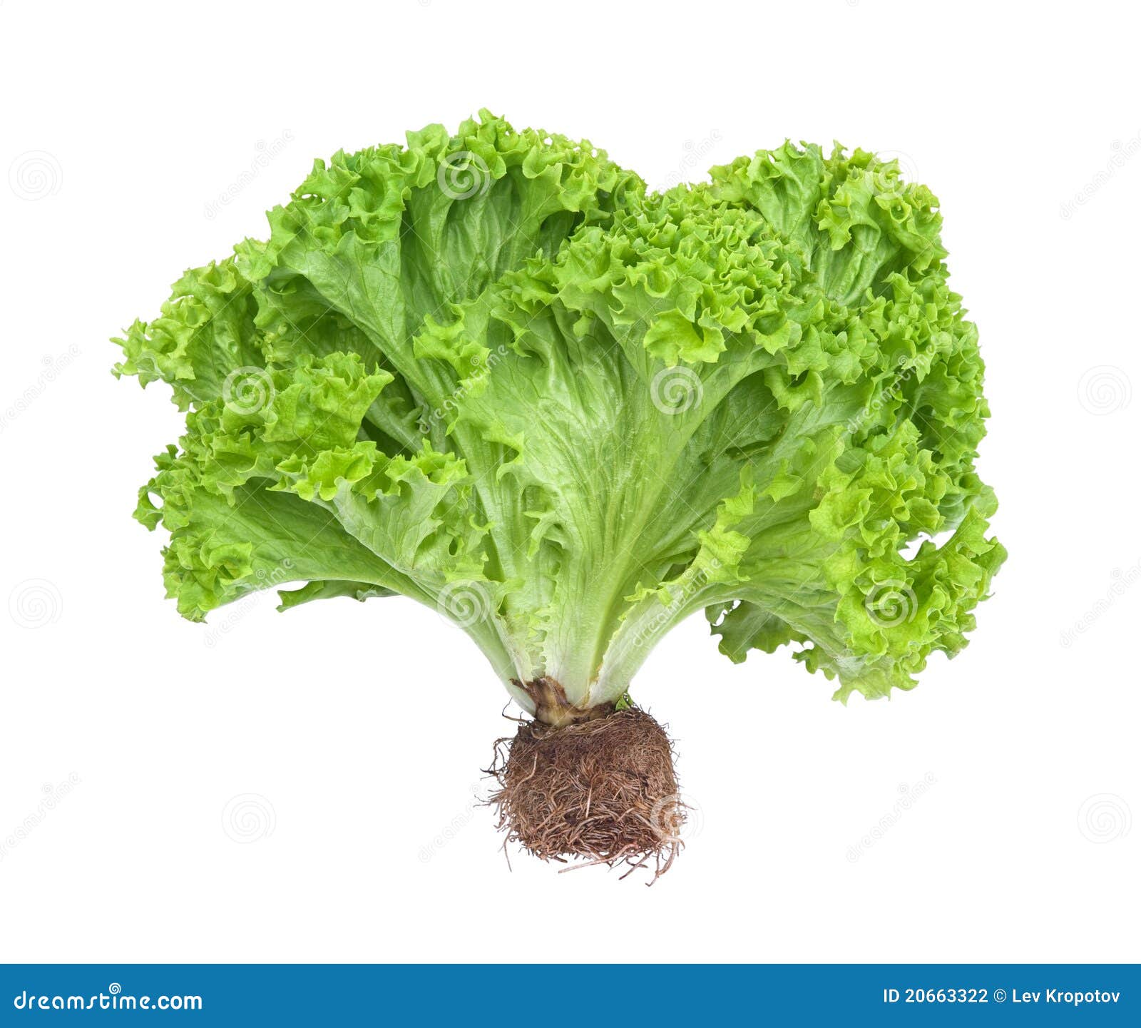Lechuga foto de archivo. Imagen de lechuga, travieso - 20663322