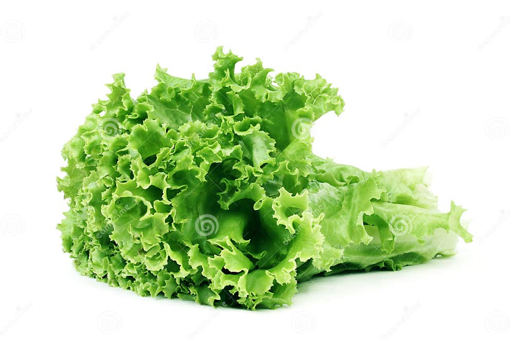 Lechuga. foto de archivo. Imagen de hierba, blanco, ensalada - 21046544