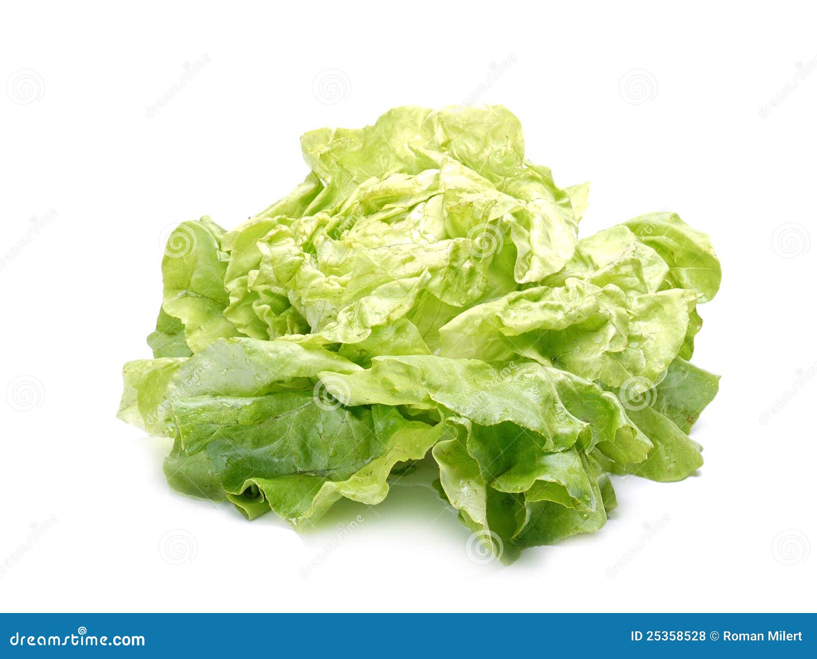 Lechuga foto de archivo. Imagen de dieta, ingrediente - 25358528