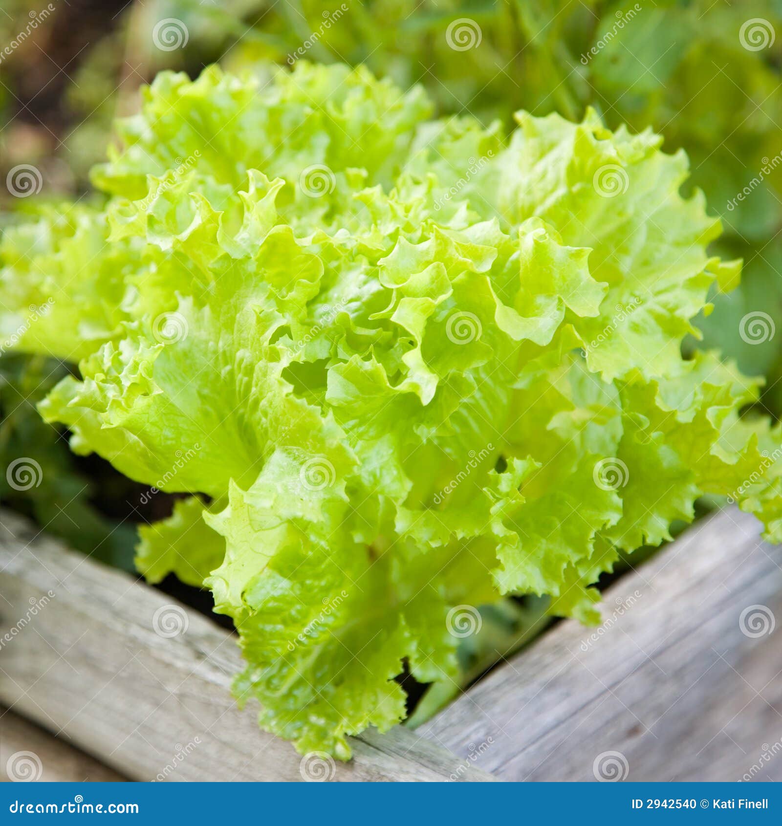 Lechuga foto de archivo. Imagen de asoleado, verano, ensalada - 2942540