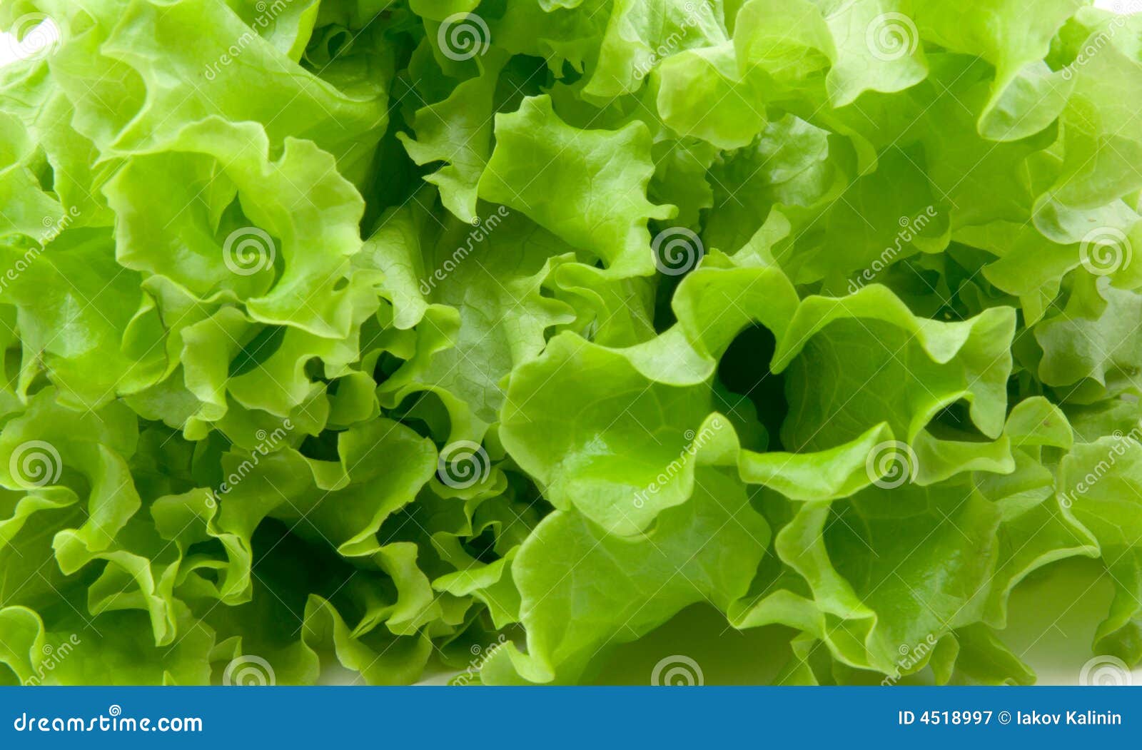 Lechuga imagen de archivo. Imagen de comer, cosecha, fresco - 4518997