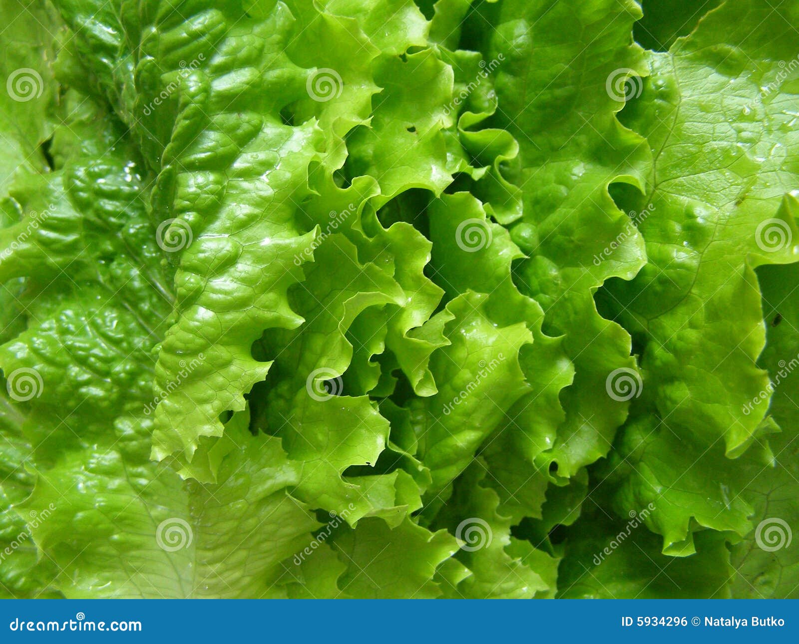 Lechuga foto de archivo. Imagen de mojado, comer, verano - 5934296