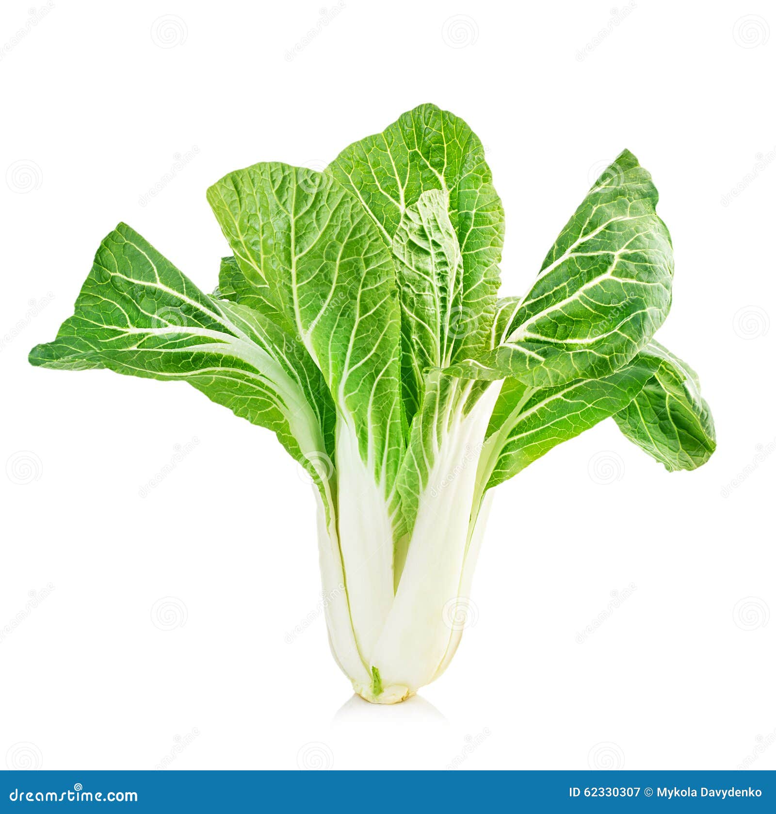 Lechuga China Adentro Aislada En Un Fondo Blanco Imagen de archivo ...